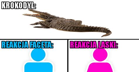 Repostuj pl Laski takie są xD