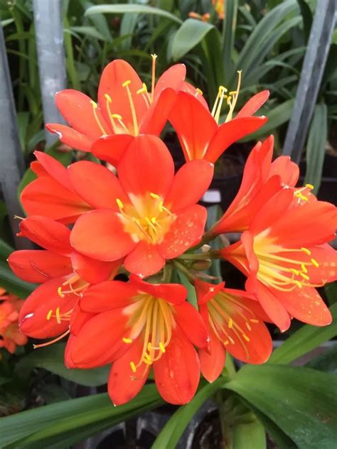 Clivia Flower Meaning Best Flower Site
