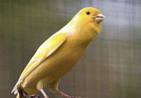 Canary Waterslager Ready To Breed Lee S Exotic Birds
