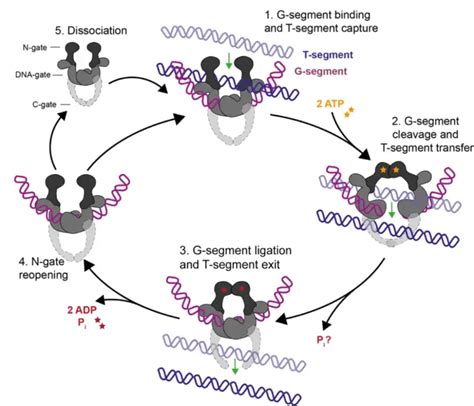 Topoisomerase Definition Structure Types Functions Mechanism
