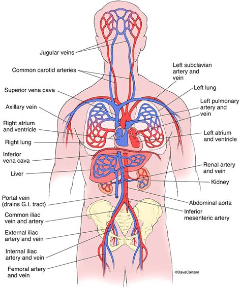 Circulatory System Generalized Carlson Stock Art