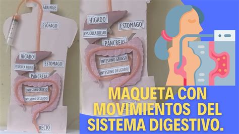 Sistema Digestivo Maqueta Funcional Del Aparato Digestivo Youtube