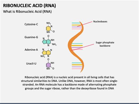 Ribonucleic Acid RNA PowerPoint And Google Slides Template PPT Slides