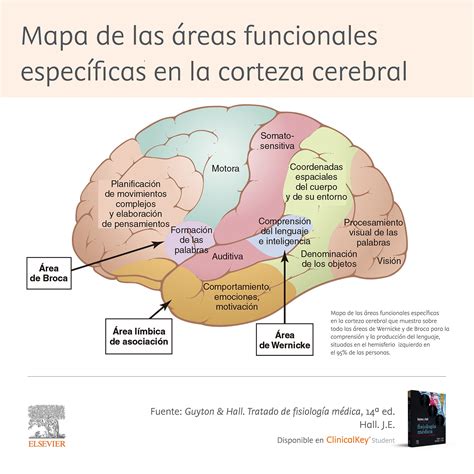 Partes Del Cerebro Humano Y Funciones