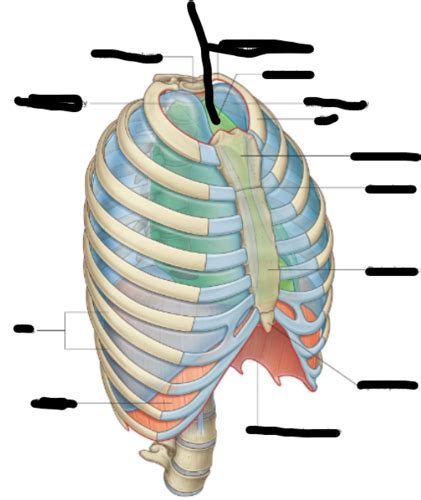 Anatomy Of The Thoracic Wall Flashcards Quizlet