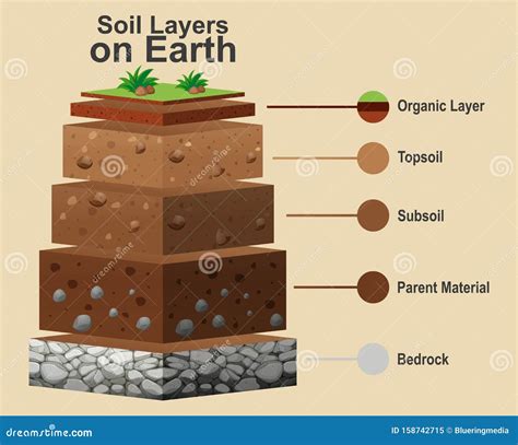 Diagram Showing Different Layers Of Soil Stock Vector Illustration Of