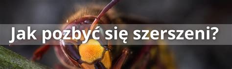 Jak się pozbyć szerszeni metody i sposoby Blog Sklep Bump pl