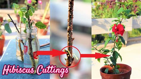 How To Grow Hibiscus From Cutting In Water With Updates Propagate