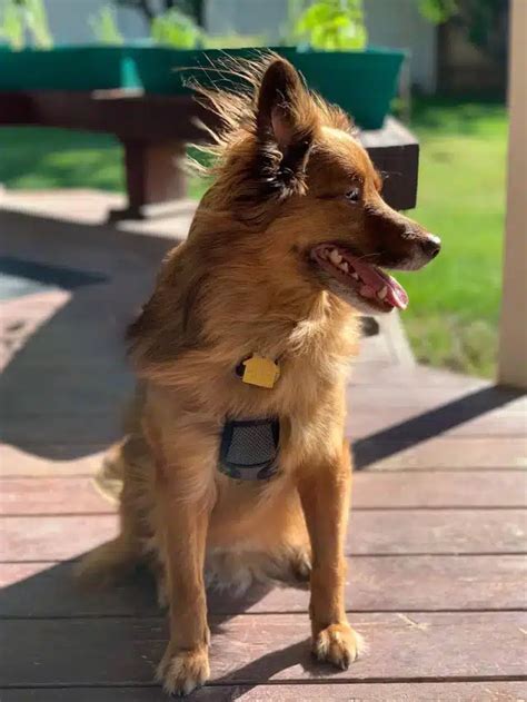 Adorable German Shepherd Pomeranian Mix That Will Win Your Heart