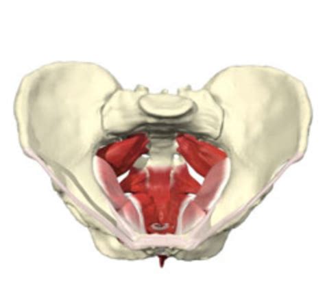 Muscles Of The Pelvic Floor Flashcards Quizlet