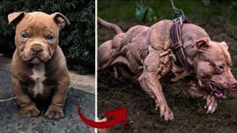 As Ra As De Cachorro Mais Perigosas Do Mundo Youtube