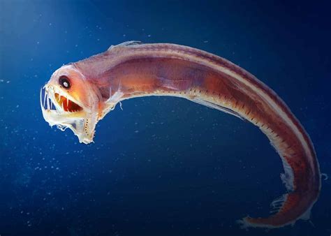 Ugly Looking Fish