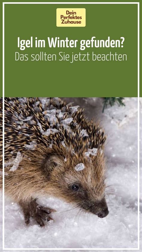 Igel Im Winter Gefunden Das Sollten Sie Jetzt Beachten