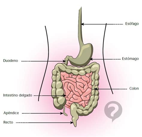 Intestino delgado Definición CCM Salud