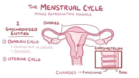 The Ovarian Cycle The Menstrual Cycle And Menopause
