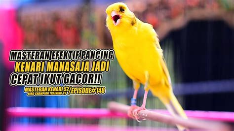 Masteran Suara Burung Kenari Gacor Panjang Cuit Cuit Ngerol Untuk