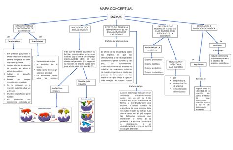Mapa Conceptual De Enzimas Mapa Conceptual Enzimasvlkj La La Consiste