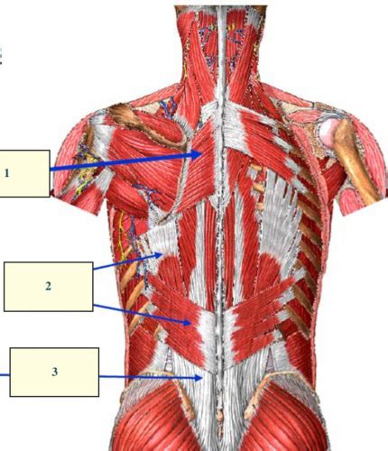 Back Muscles Intro Flashcards Quizlet