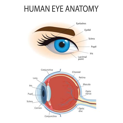 Diagrama anatómico del ojo humano sección transversal de un órgano