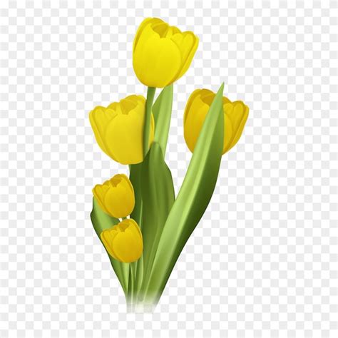 Kostenlose Vektor Illustration Strauß Tulpen Premium Vektor