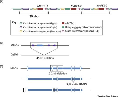 Copy Number Variation In Domestication Trends In Plant Science