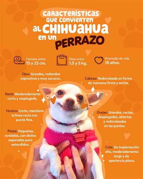 Perros chihuahua características consejos y cuidados