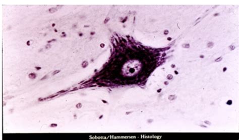 Neurohistology Lab Flashcards Quizlet