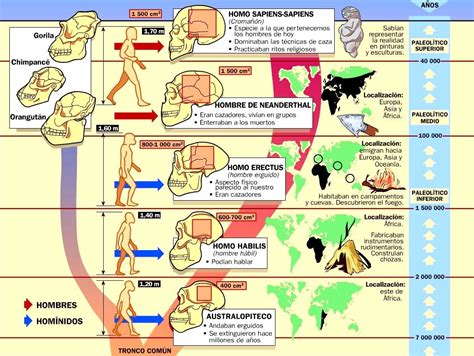 HISTOESTUDIANTES Proceso de Hominización