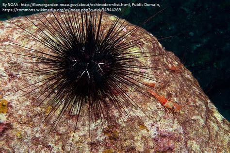 Mystery Solved Scientists ID Caribbean Sea Urchin Killer WBBJ TV