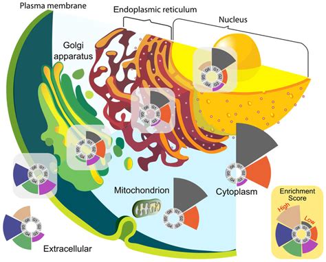Subcellular Organelles