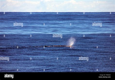 Sperm Whale Great Sperm Whale Spermacet Whale Cachalot Physeter