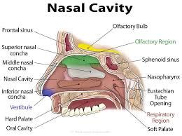 Floor Of Nasal Cavity Formed By Home Alqu