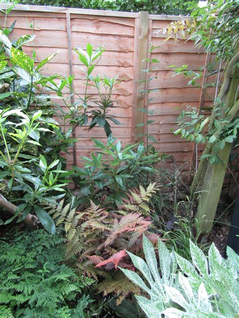 The Rhododendron Purple Splendour Is Recovering My Garde Flickr