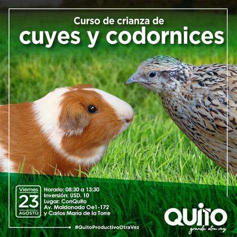 Un Curso Para Aprender La Crianza De Cuyes Y Codornices Quito Informa