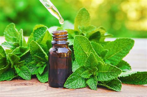 Les bienfaits de lhuile essentielle de menthe poivrée contre les
