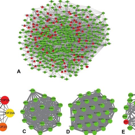 The Construction Of PPI Network And Hub Genes A PPI Network The Red