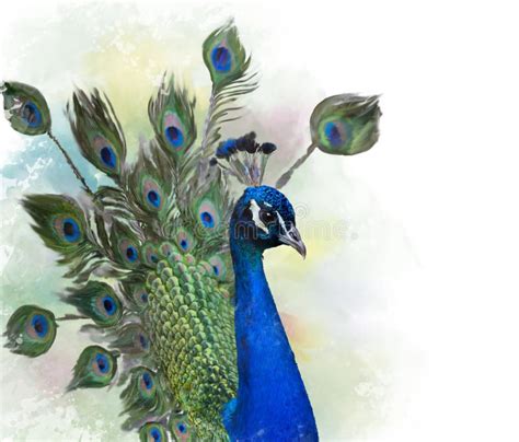 Retrato De La Acuarela Del Pavo Real Stock de ilustración Ilustración