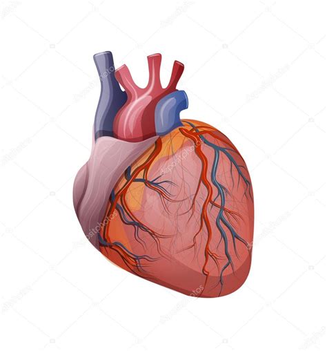 Anatomía del corazón vector gráfico vectorial Artemida psy imagen