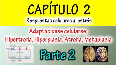Cap Tulo Robbins Hipertrofia Hiperplasia Atrofia Metaplasia