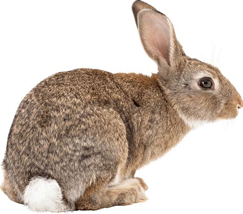 Rabbit PNG Transparent Rabbit PNG Images PlusPNG