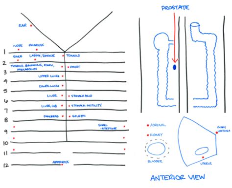 Anterior Chapman Points Flashcards Quizlet