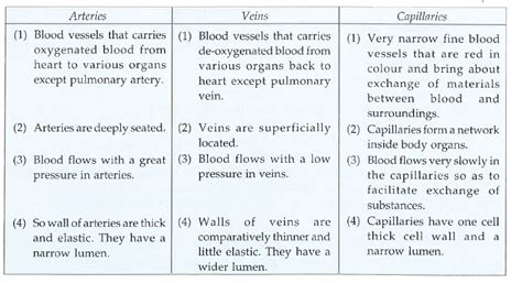 Biologylover Difference Between Arteries Veins And Off