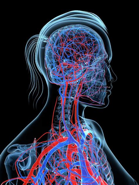 Female Vascular System Photograph By Sciepro Science Photo Library