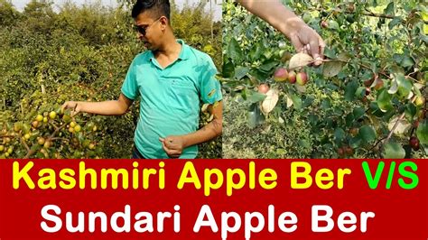 Kashmiri Apple Ber VS Sundari Apple Ber Plant In India How To Buy Or