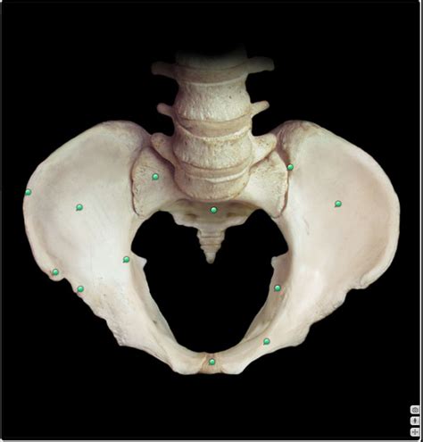 Pelvis Superior View Diagram Quizlet