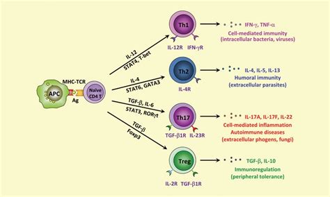 Des Effects On T Cell Differentiation In The Thymus