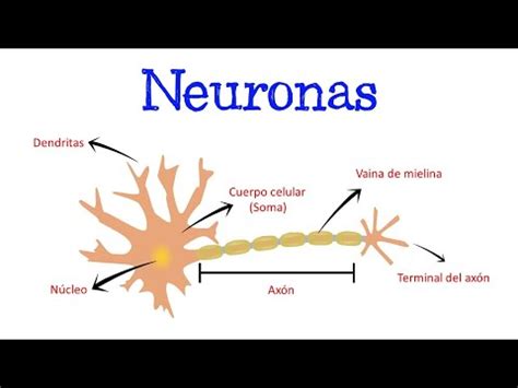 Para qué sirve el núcleo de la neurona una explicación breve Todo