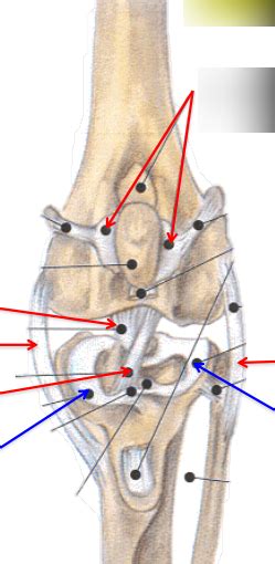 Stifle Joint Cranial View Diagram Quizlet