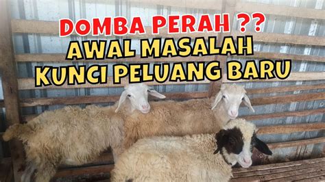 PELUANG BARU DALAM TERNAK KAMBING PERAH YouTube