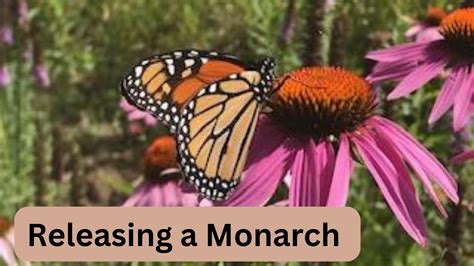 Monarch Butterfly Release Youtube
